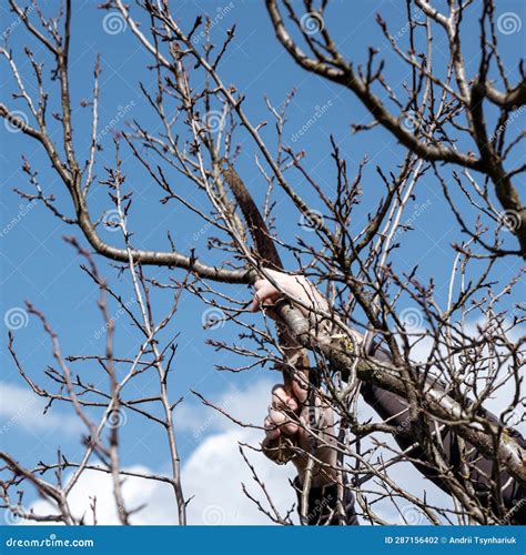 Pruning A Tree With A Hand Saw A Gardener Works In A Garden With Fruit Trees Stock Photo