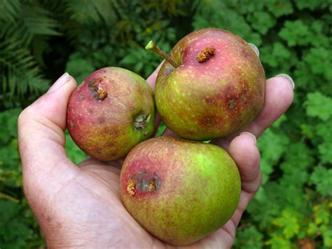 Codling Moth Agricology