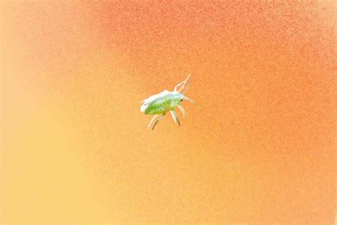 Dealing With Aphids These Natural Fixes Actually Work