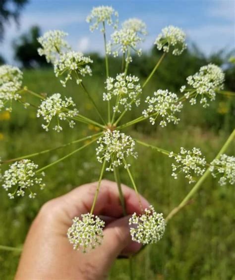 Iowa Wildflower Wednesday Water Parsnip Bleeding Heartland Iowa Wildflower Wednesday Water Parsnip Bleeding Heartland