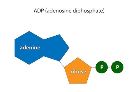 Adp Structure