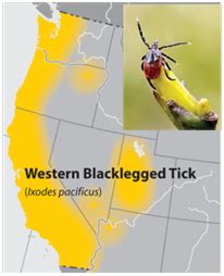 Oregon Health Authority Ticks Acute And Communicable Disease State Of Oregon