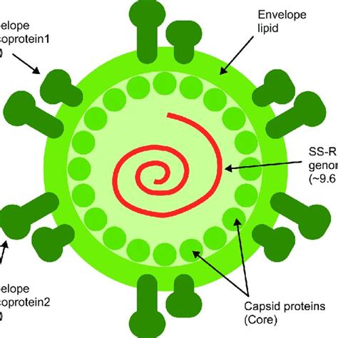 Hcv Genome Structure Download Scientific Diagram