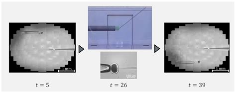Sensors Free Full Text Intuitive Cell Manipulation Microscope