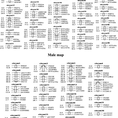 Genetic Linkage Maps Of Male And Female Penaeus Monodon The Male Map Download Scientific