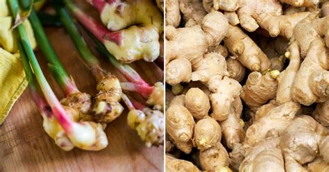 Tips And Tricks To Grow Ginger Anywhere Anytime