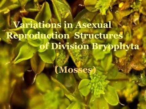 Structural Variations In Reproductive Structures Of Division Bryophyta Ppt