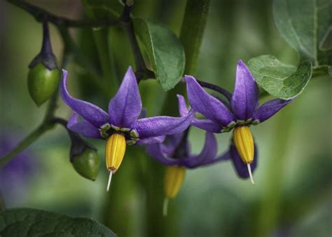 Deadly Nightshade Rare Seeds Nightshade Flower Nightshade Plant