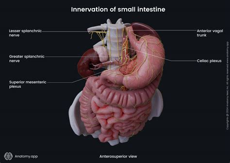 Small Intestine Anatomy App