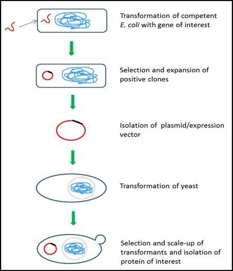 Protein Expression Systems