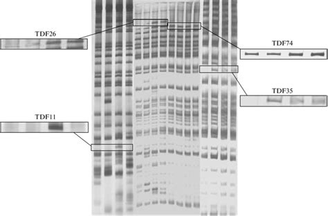 Representative Amplification Pattern Using Four Primer Combinations A