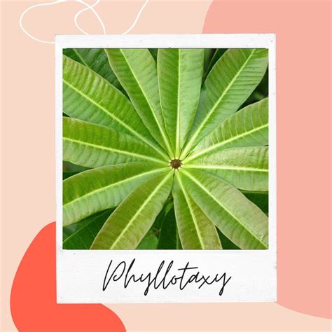 Discover The Fascinating Leaf Arrangements Of Plants