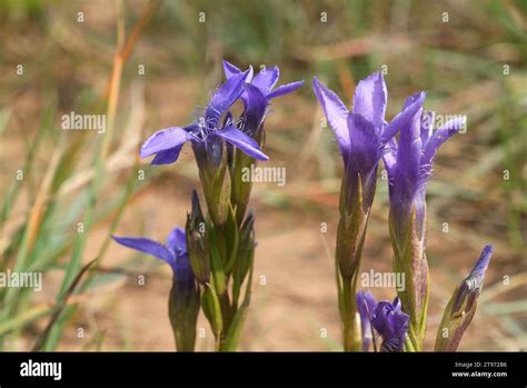 Fringed Gentian Gentianopsis Ciliata Is A Biennial Or Perennial Herb