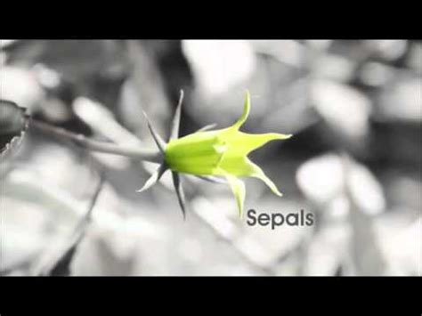 PLANT STRUCTURE AND FUNCTION YouTube