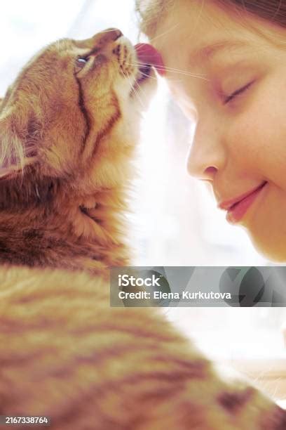 재미 있는 새끼 고양이와 함께 귀여운 소녀의 초상화 얼굴을 맞대고 클로즈업 국내 고양이와 아이 사랑 보살핌 친구와 이야기하기 유머 6 7 살에 대한 스톡 사진 및 기타