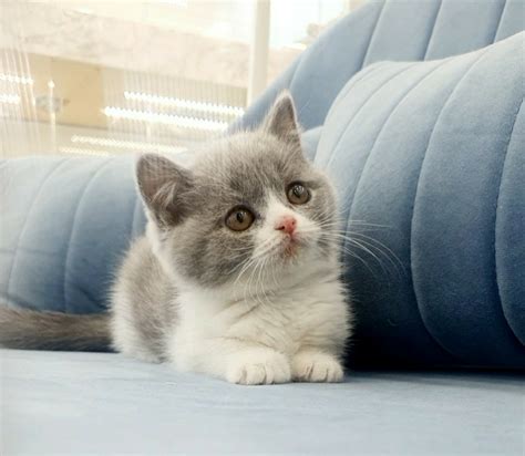 수입묘 프리미엄1 전국 고양이분양 브리티쉬숏헤어 먼치킨 전문 Band Page