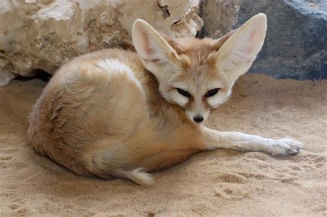 2 000 Free Fennec Fox And Fox Photos Pixabay