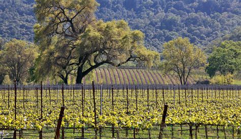 Mendocino Beckstoffer Vineyards