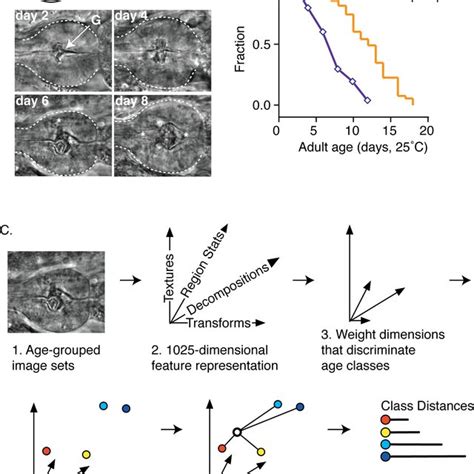 Overview Of Whole Image Analysis A Anatomical Description Of The C