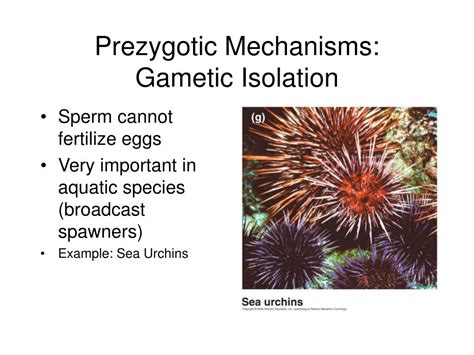 Ppt Species And Speciation Powerpoint Presentation Free Download Id 642228