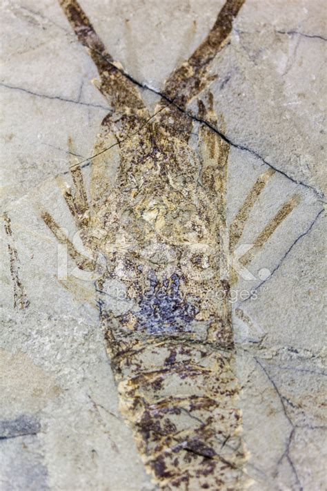 Fossil Stock Photo Royalty Free Images FreeImages