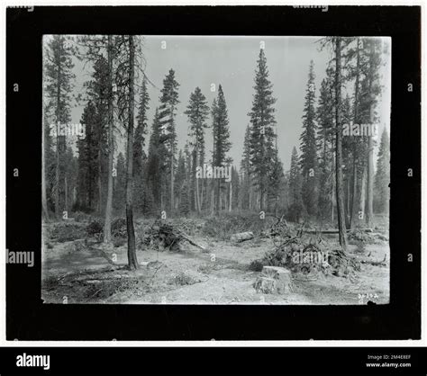 slash disposal piling and burning photographs relating to national