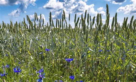 Beardless Wheat Is Popular Among Grazers And Wheat Hay Producers Stock