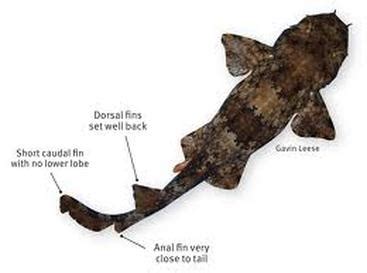Wobbegong Shark Katies Marine Bio Page