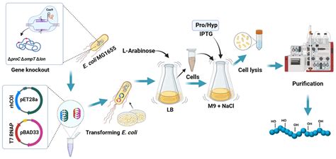 Preparation And Characterization Of Hydroxylated Recombinant Collagen By Incorporating Proline