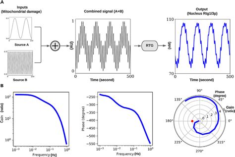 Frequency Modulation Of Rtg Pathway A Multiplex Processing Of Rtg Download Scientific Diagram