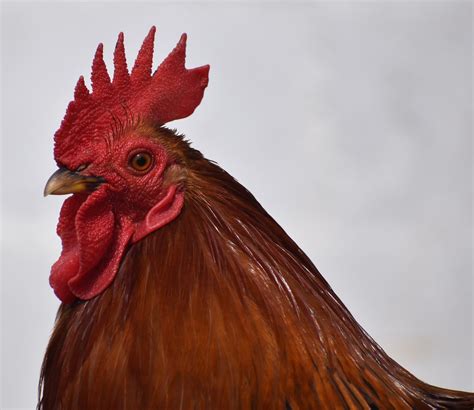 Ayam Potret Brown Foto Gratis Di Pixabay Pixabay