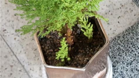 율마 향이좋아요 물 저면관수모기쫏음 Youtube