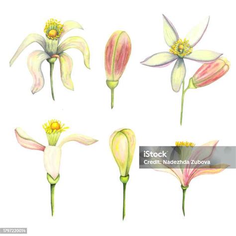 새싹과 꽃이 있는 수채화 부드러운 세트입니다 손으로 그린 분홍색 레몬 귤 오렌지 꽃은 흰색 배경에 고립되어 있습니다 디자인 인쇄 직물 장식을 위한 그림 0명에 대한 스톡