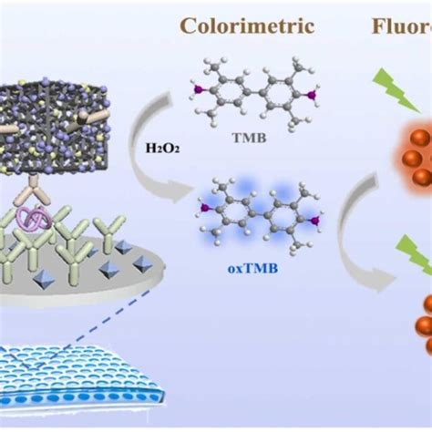 FeⅡ Doped Zif 67 Derivatives Based Composites As Nanozymes For Eye