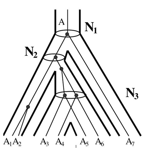 Evolution By Gene Duplication Nodes N1 N2 N3 Represent Speciation Download Scientific