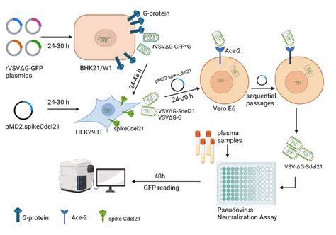 Identification Of Sars Cov 2 Neutralizing Potency Of Human Convalescent