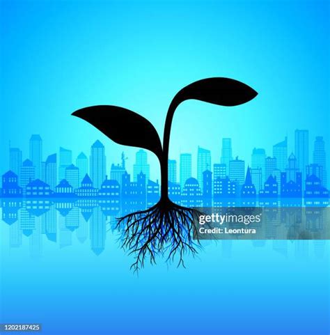 Sapling Tree Silhouette Photos And Premium High Res Pictures Getty Images