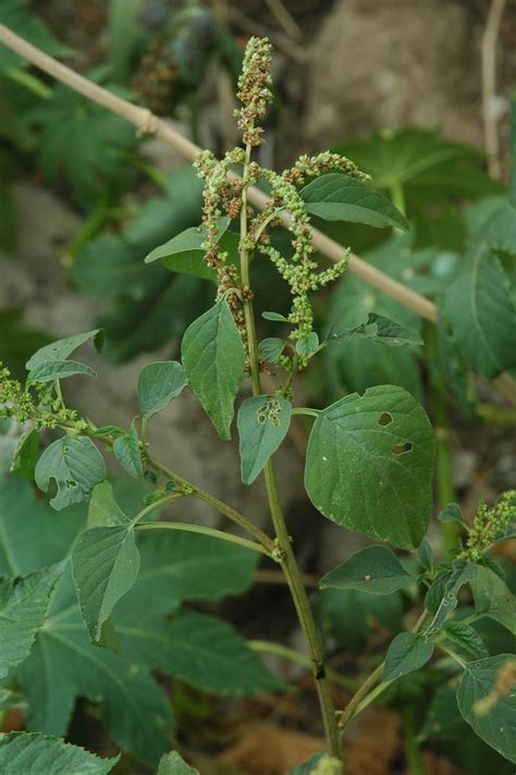 Amaranthus Gracilis Amaranthaceae