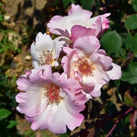 Ellen Willmott Rose Mehrfarbig 0 9 M X 0 9 M 1936 Rosa Ellen