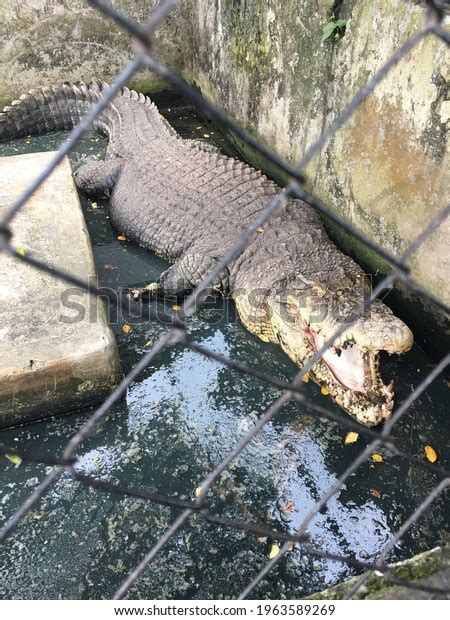 Crocodile Breeding North Sumatra Indonesia Stock Photo 1963589269 Shutterstock