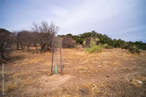 Tree Plant Cover Protect With Steel Tree Guard Fencing Net Stock Photo Adobe Stock