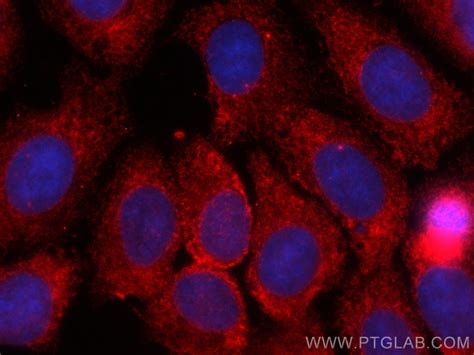 Cytochrome C Antibody Cl594 83276 Proteintech