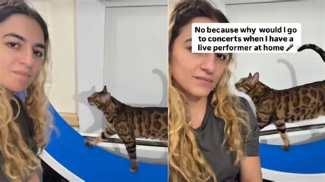Cat Loves Doing Free Live Performances For Owner Aol