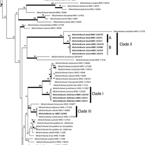 maximum likelihood phylogenic tree constructed from partial sequences