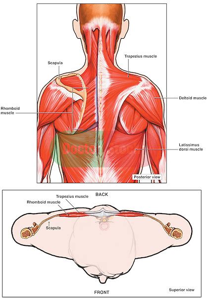 Intermediate Anatomy
