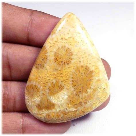 Natural Fossil Yellow Coral Cabs Fancy Shape Fossilized Gemstone 46x33