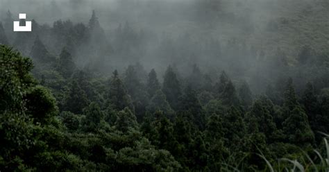 안개로 덮인 산에 푸른 나무 사진 Unsplash의 무료 땅 이미지