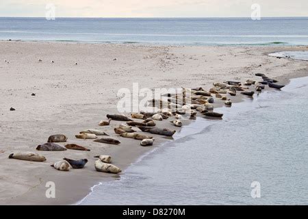 Common Harbour Seal Phoca Vitulina Swimming In Wave Iceland
