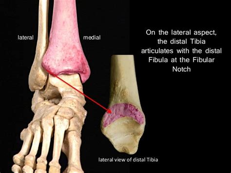 Slideshow Tibia