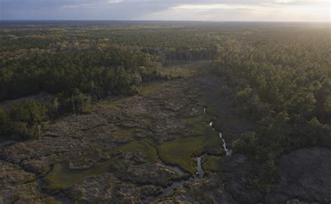 Bobolink Foundation Archives Allongeorgia Bobolink Foundation Archives Allongeorgia